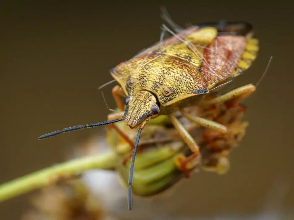 Florian Dzul Insect Macro 5_13