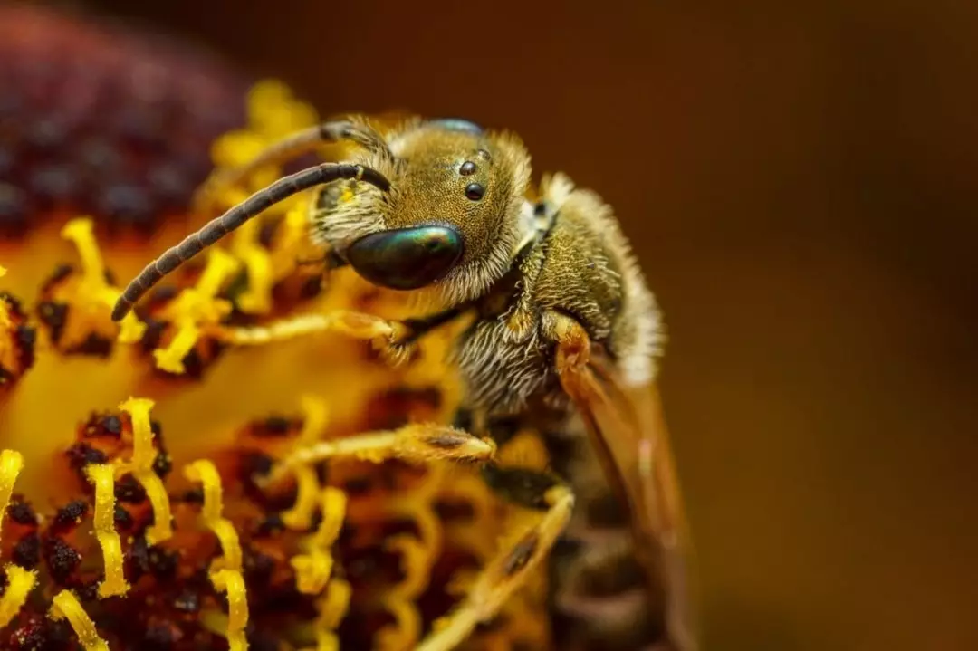 Florian Dzul Insect Macro 5_2