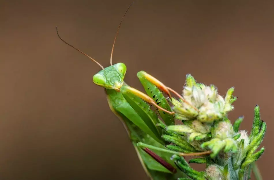 Florian Dzul Insect Macro 5_20