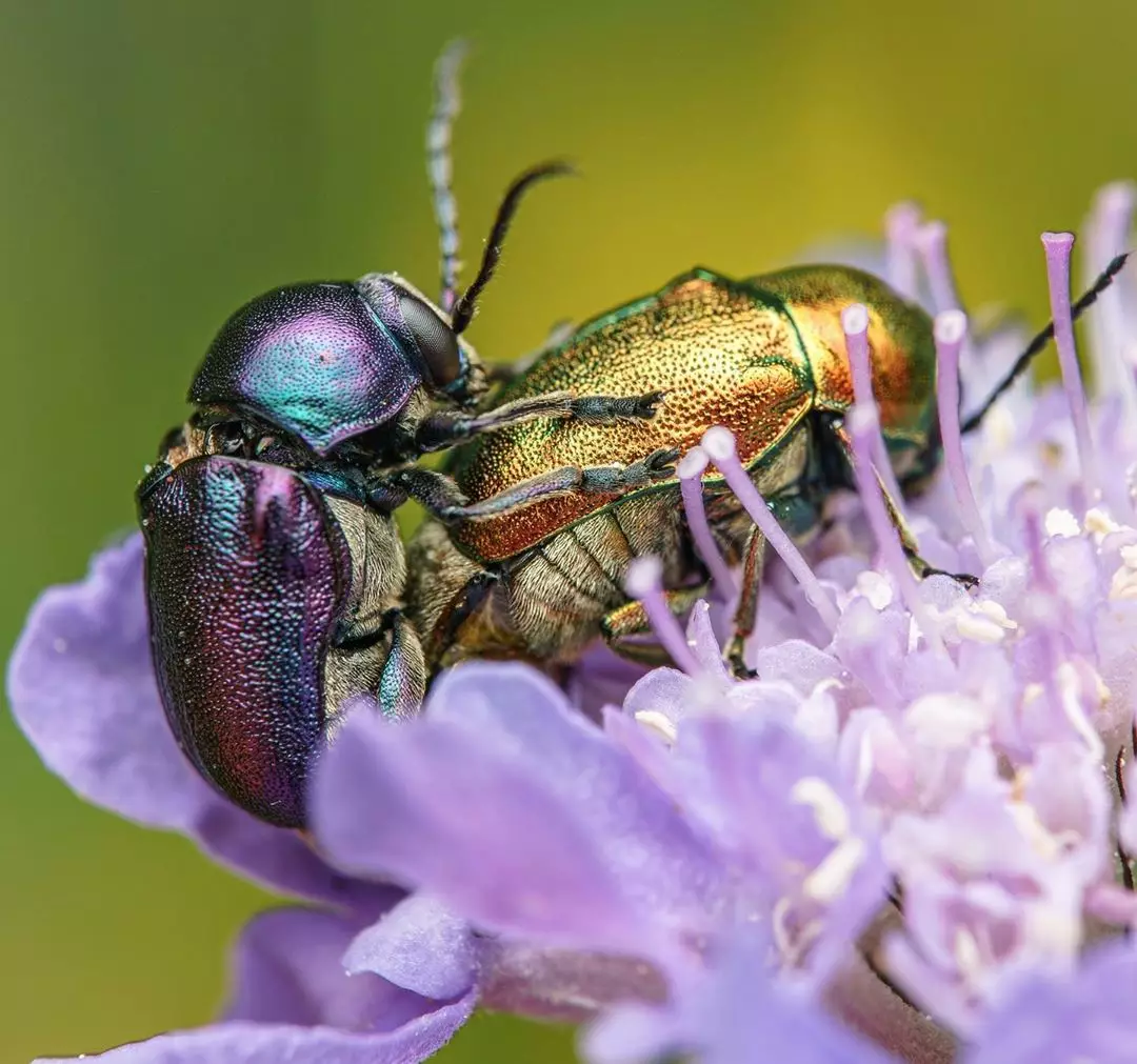 Florian Dzul Insect Macro 5_3