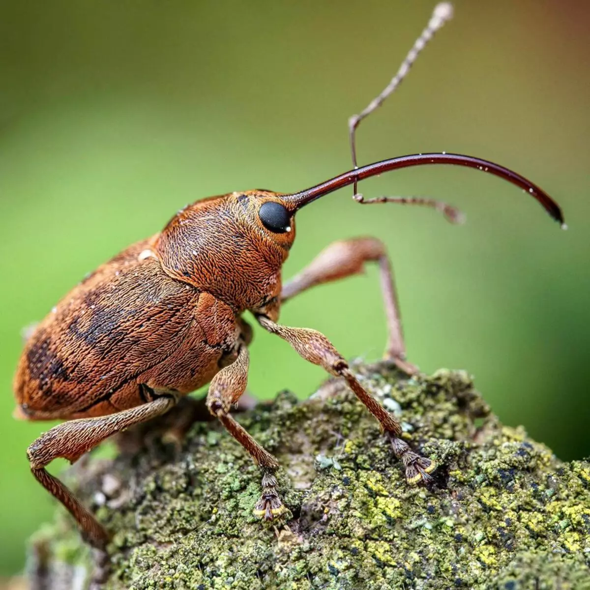 Florian Dzul Insect Macro 5_8