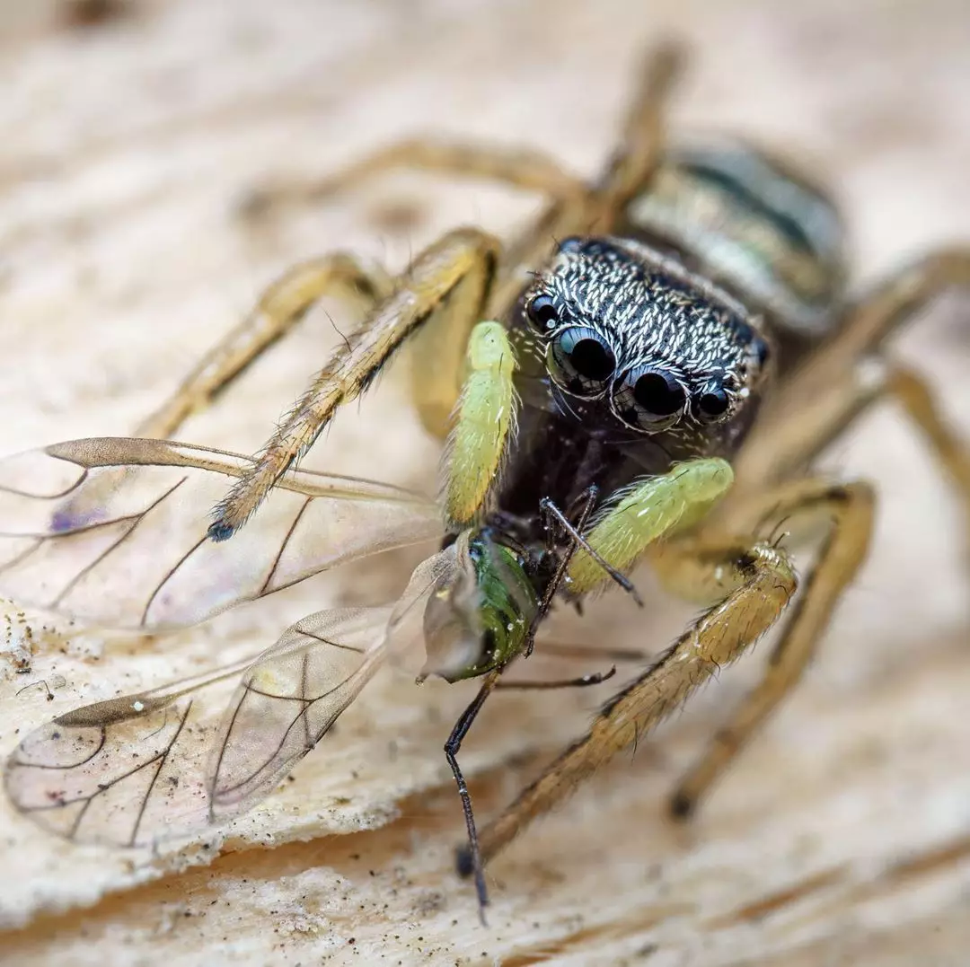 Florian Dzul Insect Macro 5_9