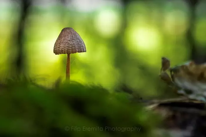 Različne gobe na fotografijah Philip Eremita (Filip Eremita) 6037_15