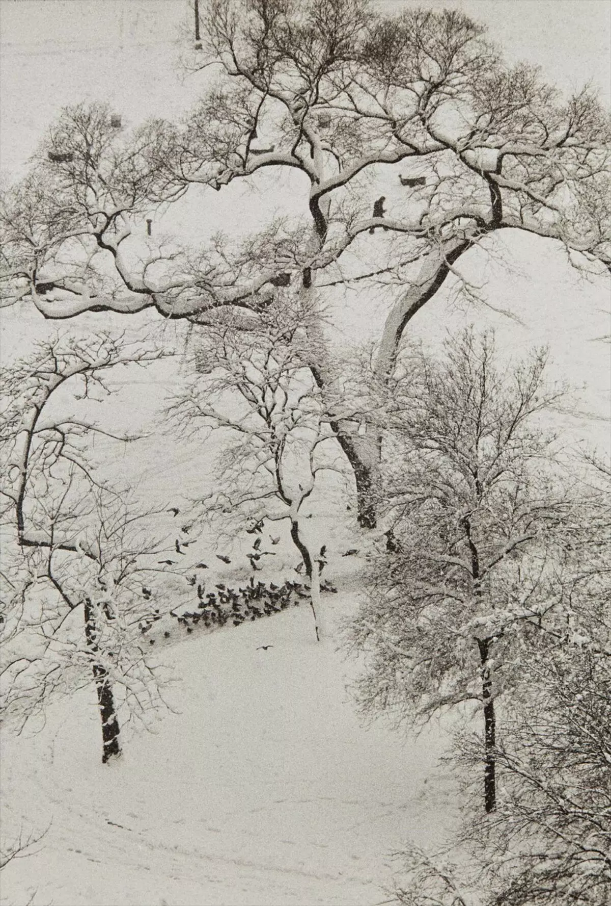 Andre Kertész (André Kertész) - a legnagyobb világképes világképes 6050_51