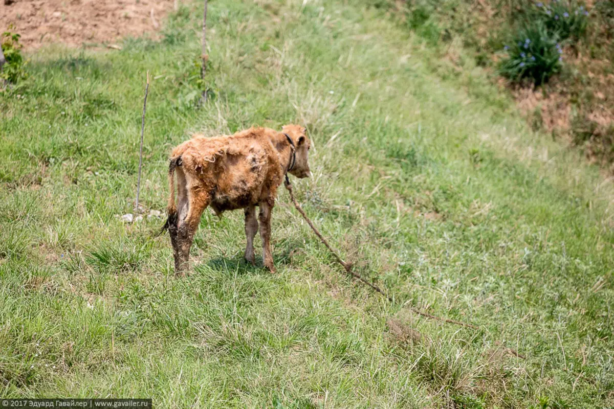 Lavi nan Kore di Nò san yo pa dekorasyon. Fotograf Edward Hawaiiler 6082_25