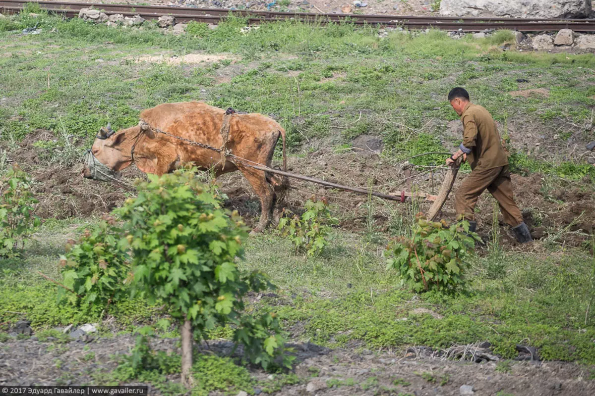 उत्तरेशिवाय उत्तर कोरिया मध्ये जीवन. छायाचित्रकार एडवर्ड हौलाइलर 6082_50