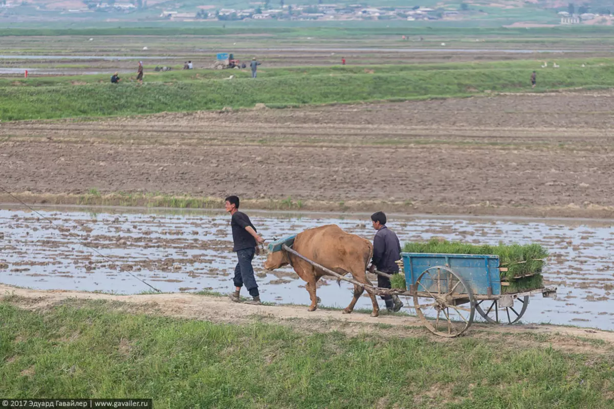 Şimali Koreyadakı bəzəksiz həyat. Fotoqraf Edward Hawaiiler 6082_52