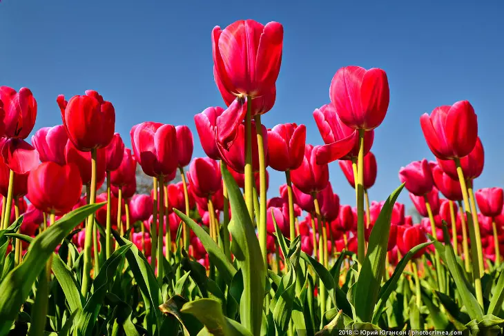 Fantastic! Parade tulip ing Crimea ing lensa Yuri Yuhanson 6101_1