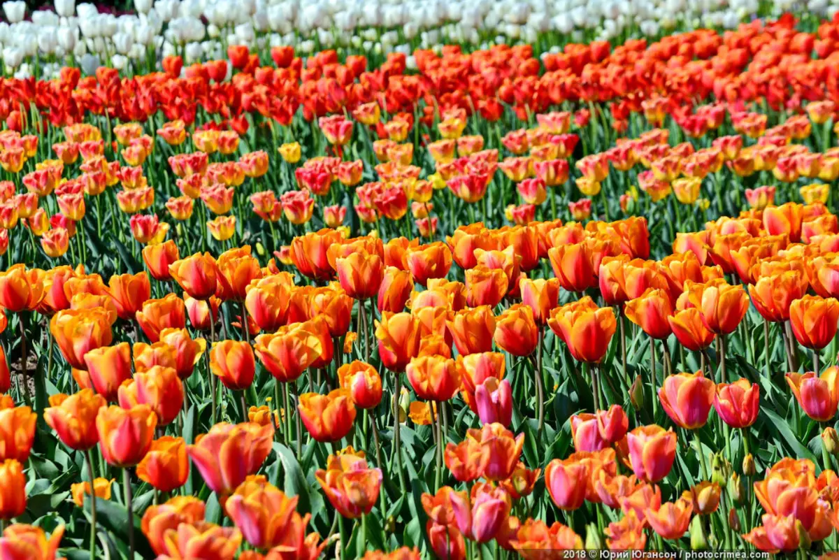 Fantastic! Parade tulip di Crimea di lensa Yuri Yuhanon 6101_10