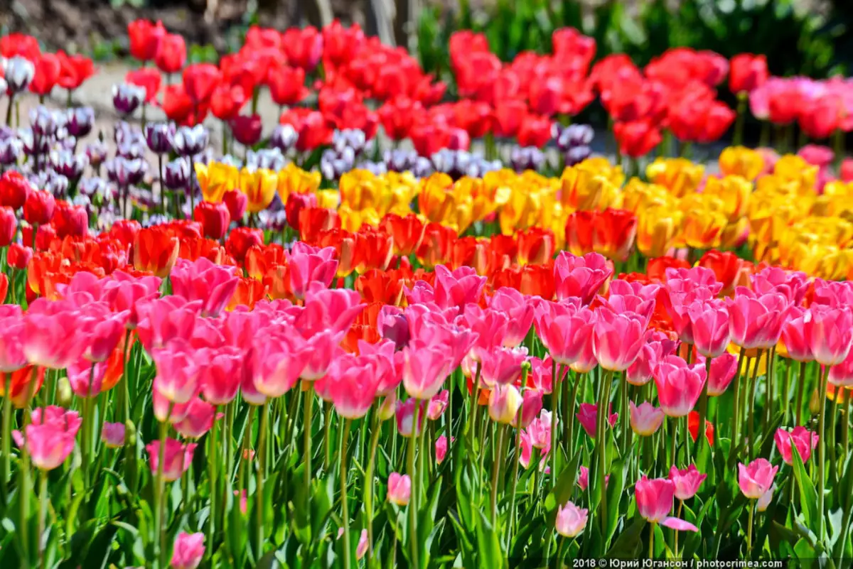 Fantastic! Furara na tulips a cikin Crimea a cikin ruwan tabarau Yuri YUHANSON 6101_11