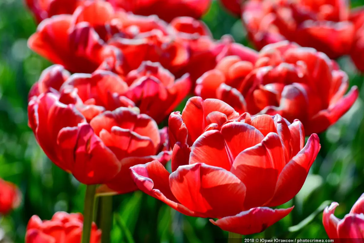 ¡Fantástico! Desfile de tulipanes en Crimea en la lente Yuri Yuhanson 6101_12