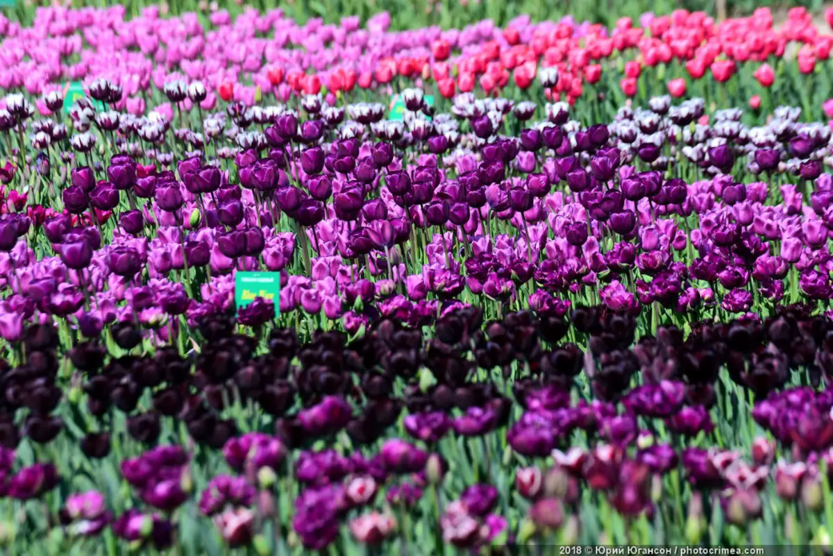 Hindi kapani-paniwala! Parada ng mga tulip sa Crimea sa lens Yuri Yuhanson 6101_13