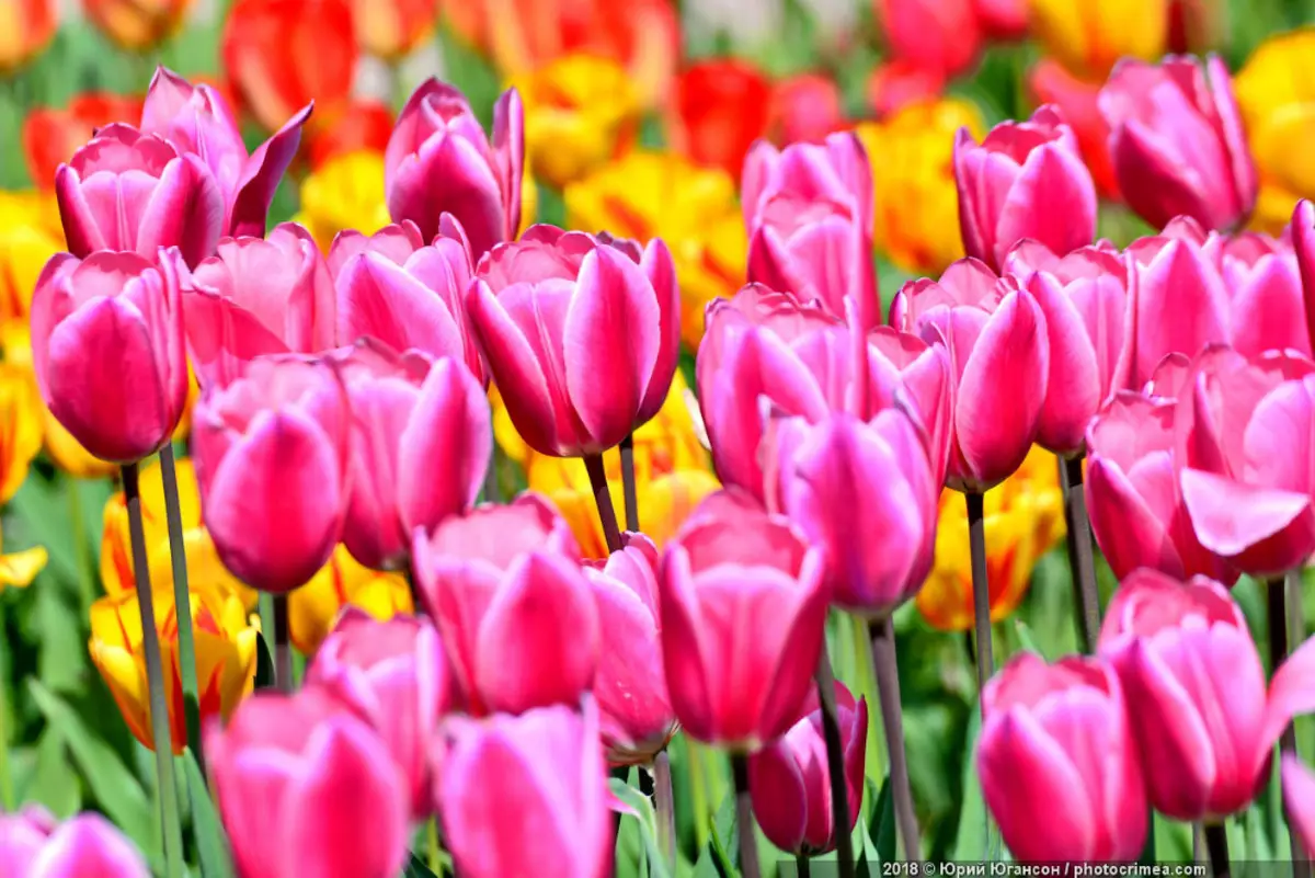 Fantastic! Momba ny tulips ao amin'ny Crimea ao amin'ny Lens Yuri Yuhanson 6101_14