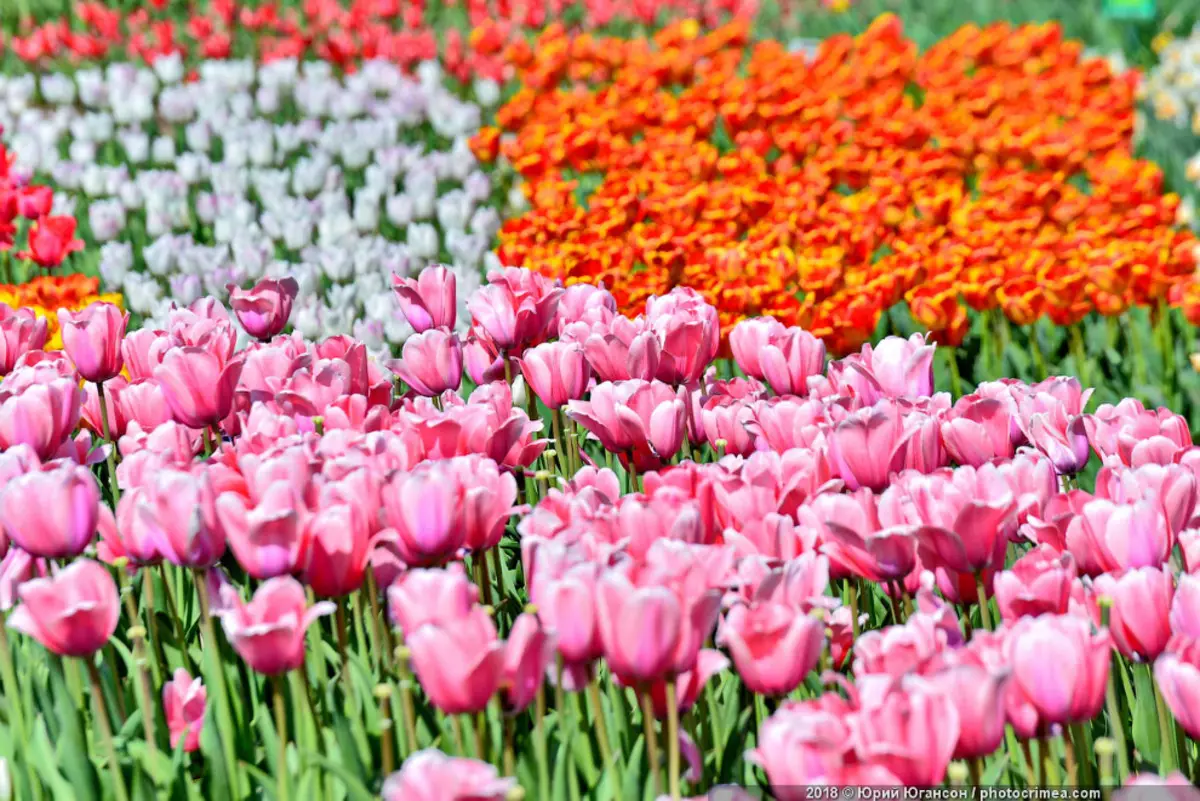 Fantastic! Parade tulip di Crimea di lensa Yuri Yuhanon 6101_15