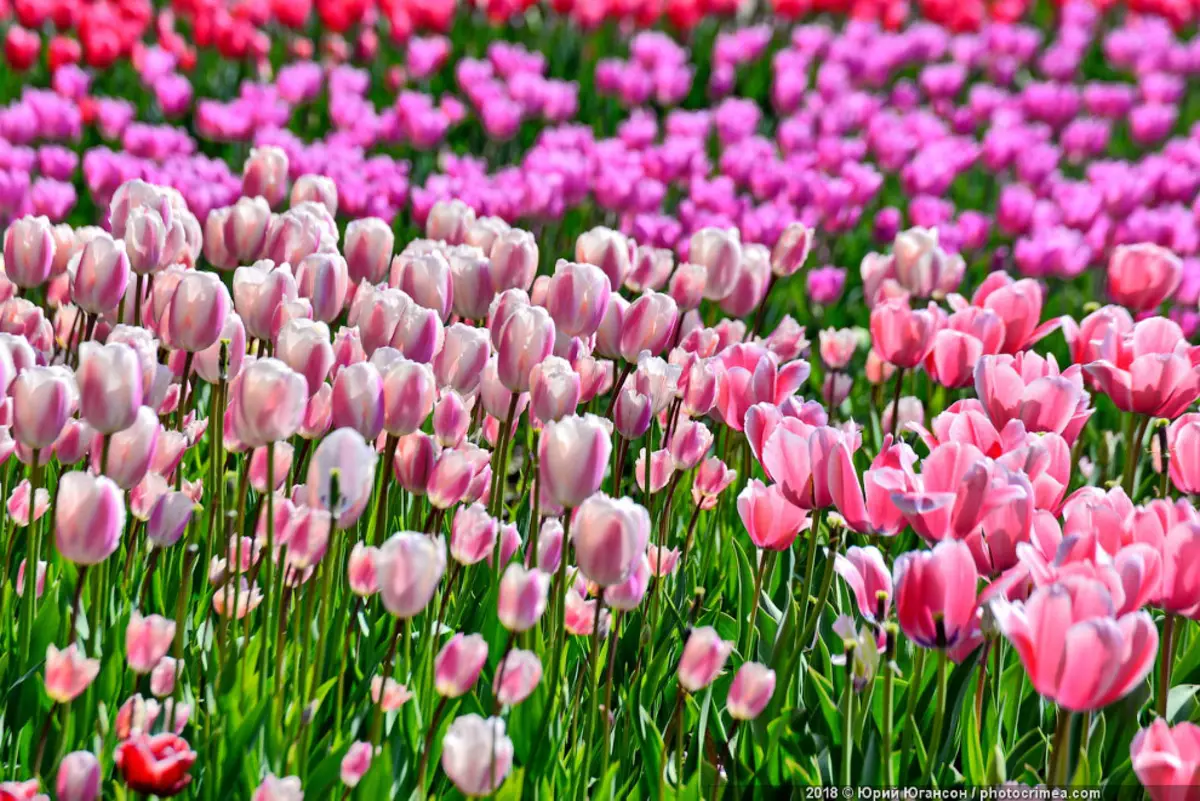 Fantastic! Momba ny tulips ao amin'ny Crimea ao amin'ny Lens Yuri Yuhanson 6101_16