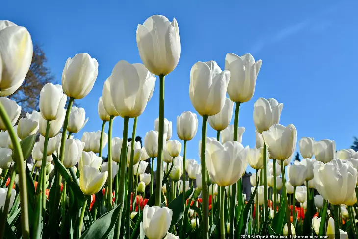 Fantastic! Momba ny tulips ao amin'ny Crimea ao amin'ny Lens Yuri Yuhanson 6101_2