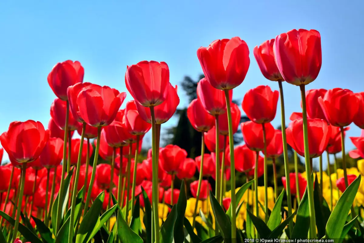 Fantastic! Furara na tulips a cikin Crimea a cikin ruwan tabarau Yuri YUHANSON 6101_4