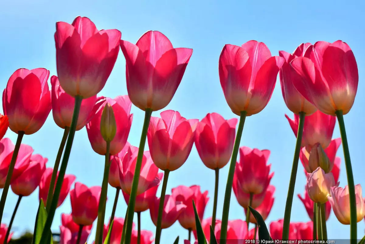 ¡Fantástico! Desfile de tulipanes en Crimea en la lente Yuri Yuhanson 6101_5