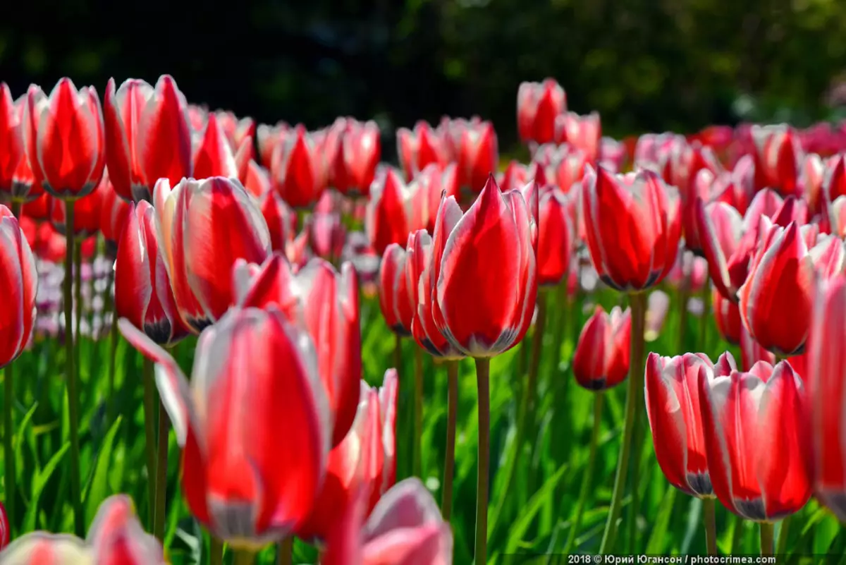 Ummangaliso! Iparade ye-tulips kwi-crimea kwi-lens yuri yuhanson 6101_6