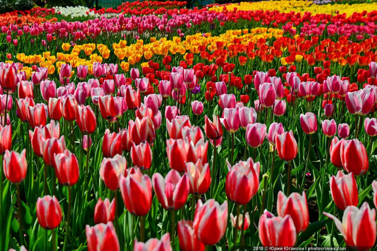 Fantastic! Momba ny tulips ao amin'ny Crimea ao amin'ny Lens Yuri Yuhanson 6101_7