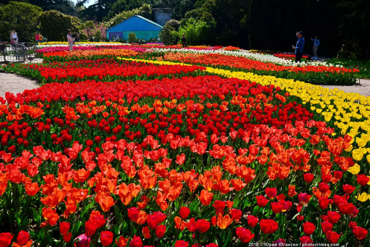 Fantastic! Momba ny tulips ao amin'ny Crimea ao amin'ny Lens Yuri Yuhanson 6101_8