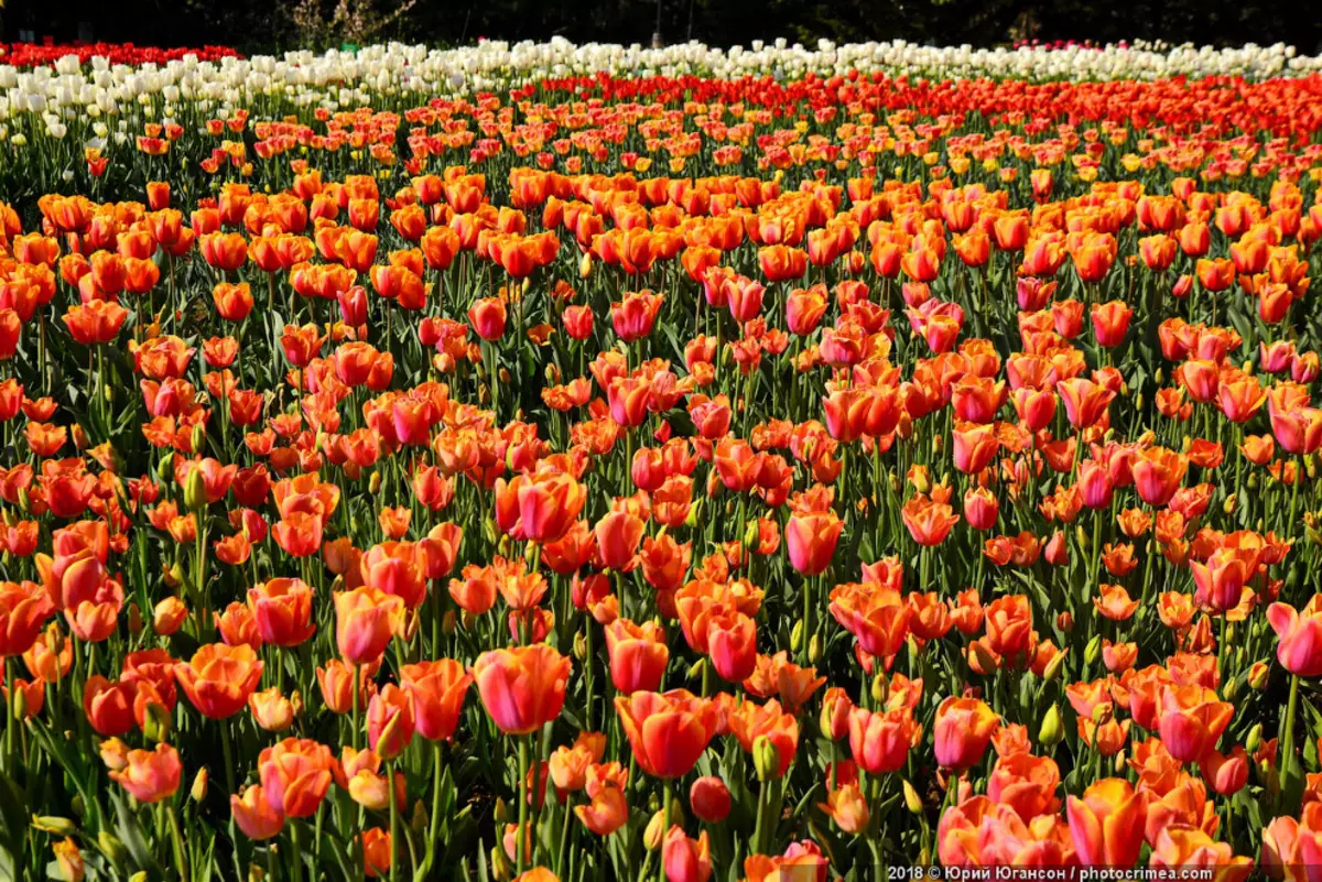 ¡Fantástico! Desfile de tulipanes en Crimea en la lente Yuri Yuhanson 6101_9