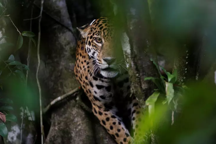 Jaguars - Gatos que viven en árboles en Bruno Kelly Lens (Bruno Kelly) 6178_1