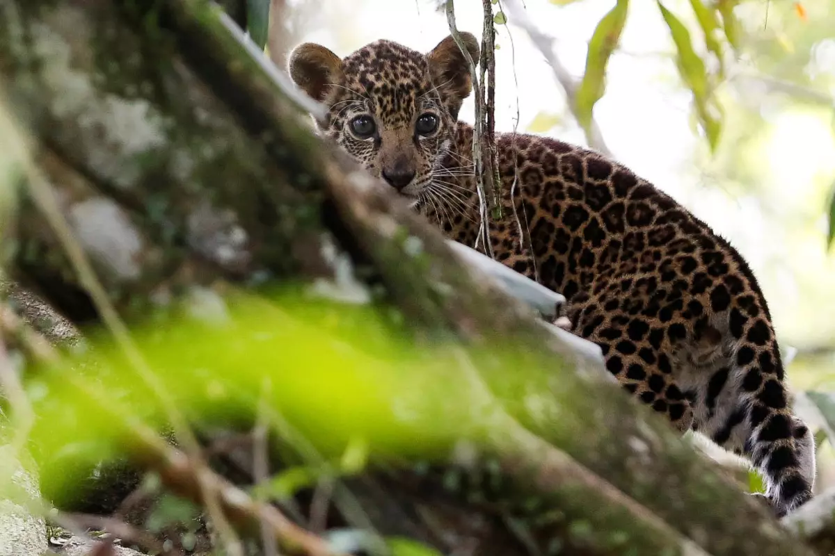 Jaguars - Gatos que viven en árboles en Bruno Kelly Lens (Bruno Kelly) 6178_11