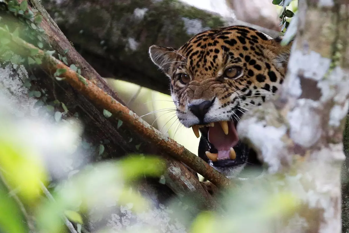 Jaguars - Gatos que viven en árboles en Bruno Kelly Lens (Bruno Kelly) 6178_17