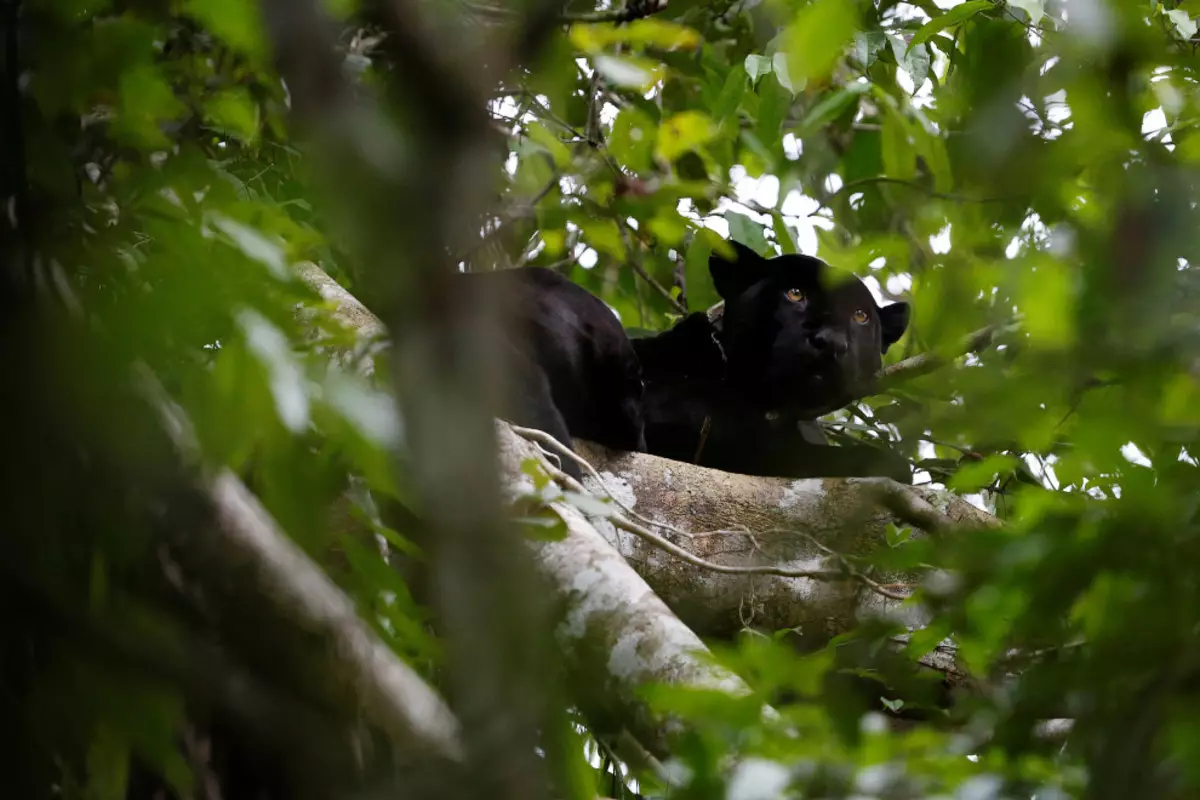 Jaguars - Gats que viuen als arbres de la lent Bruno Kelly (Bruno Kelly) 6178_4