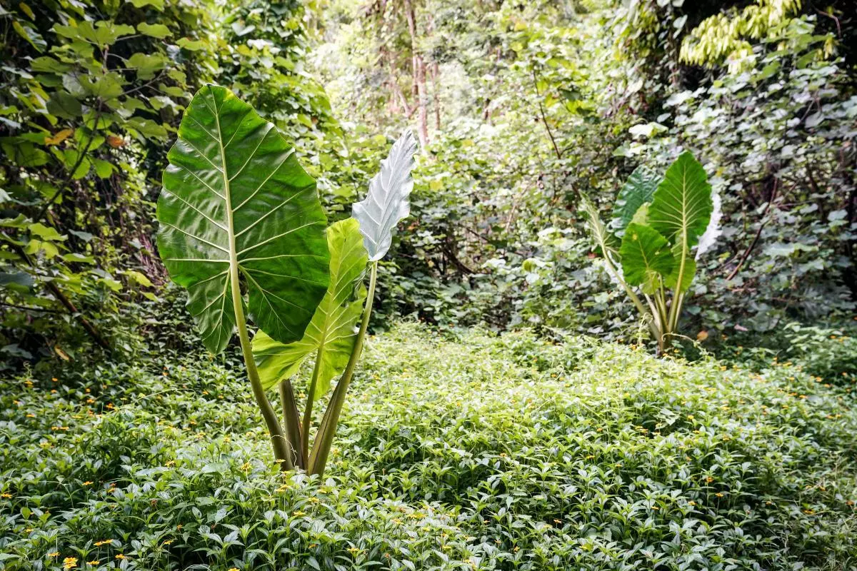 Jungle France - vrlo čudno mesto! Fotograf Evgeny Kaspersky 6212_12