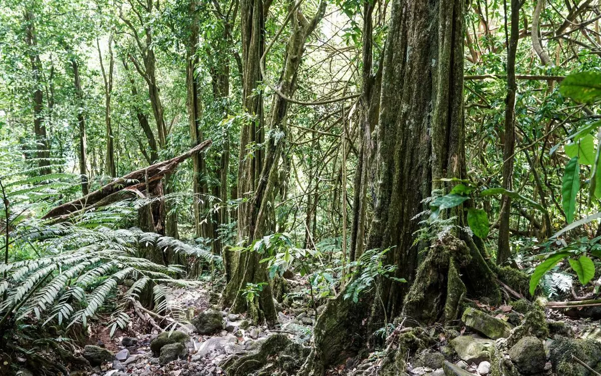 Jungle France - tempat yang sangat aneh! Fotografer Evgeny Kaspersky. 6212_15