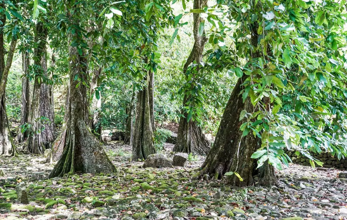 Jungle France - tempat yang sangat aneh! Fotografer Evgeny Kaspersky. 6212_16