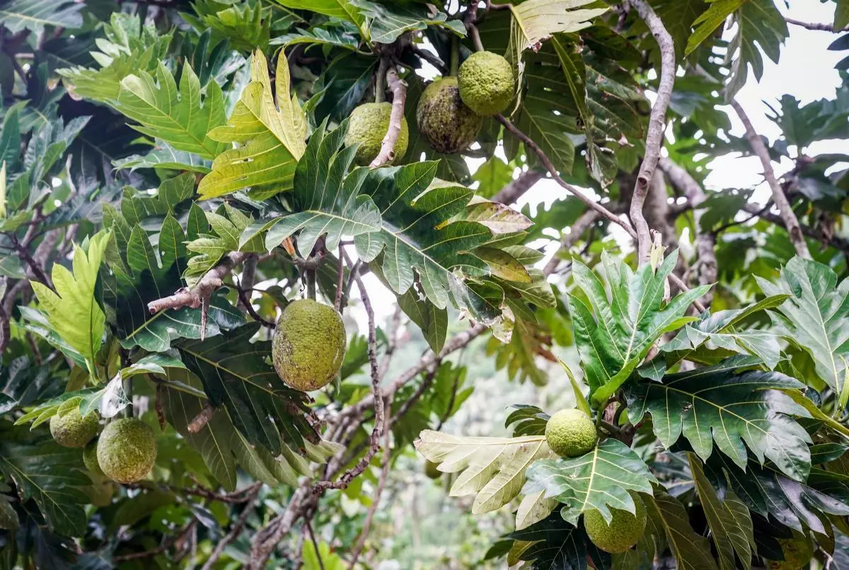 Jungle France - tempat yang sangat aneh! Fotografer Evgeny Kaspersky. 6212_3