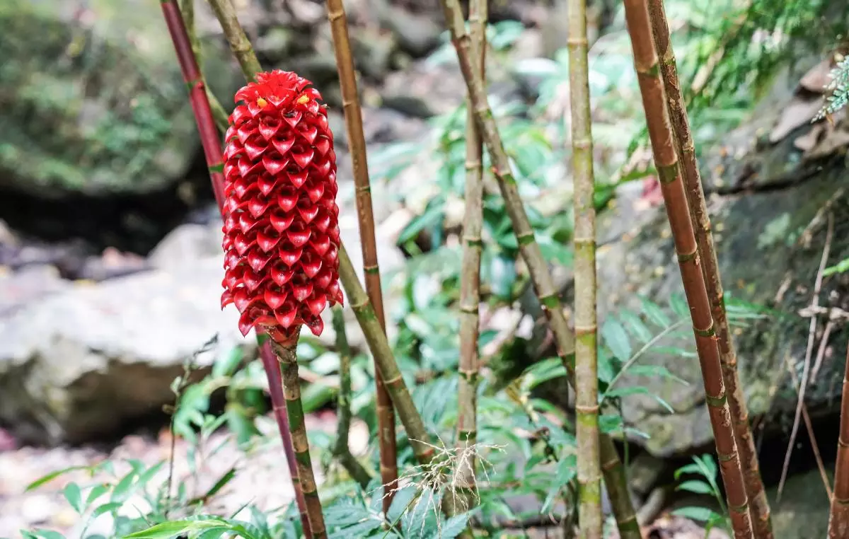 Jungle France - tempat yang sangat aneh! Fotografer Evgeny Kaspersky. 6212_7