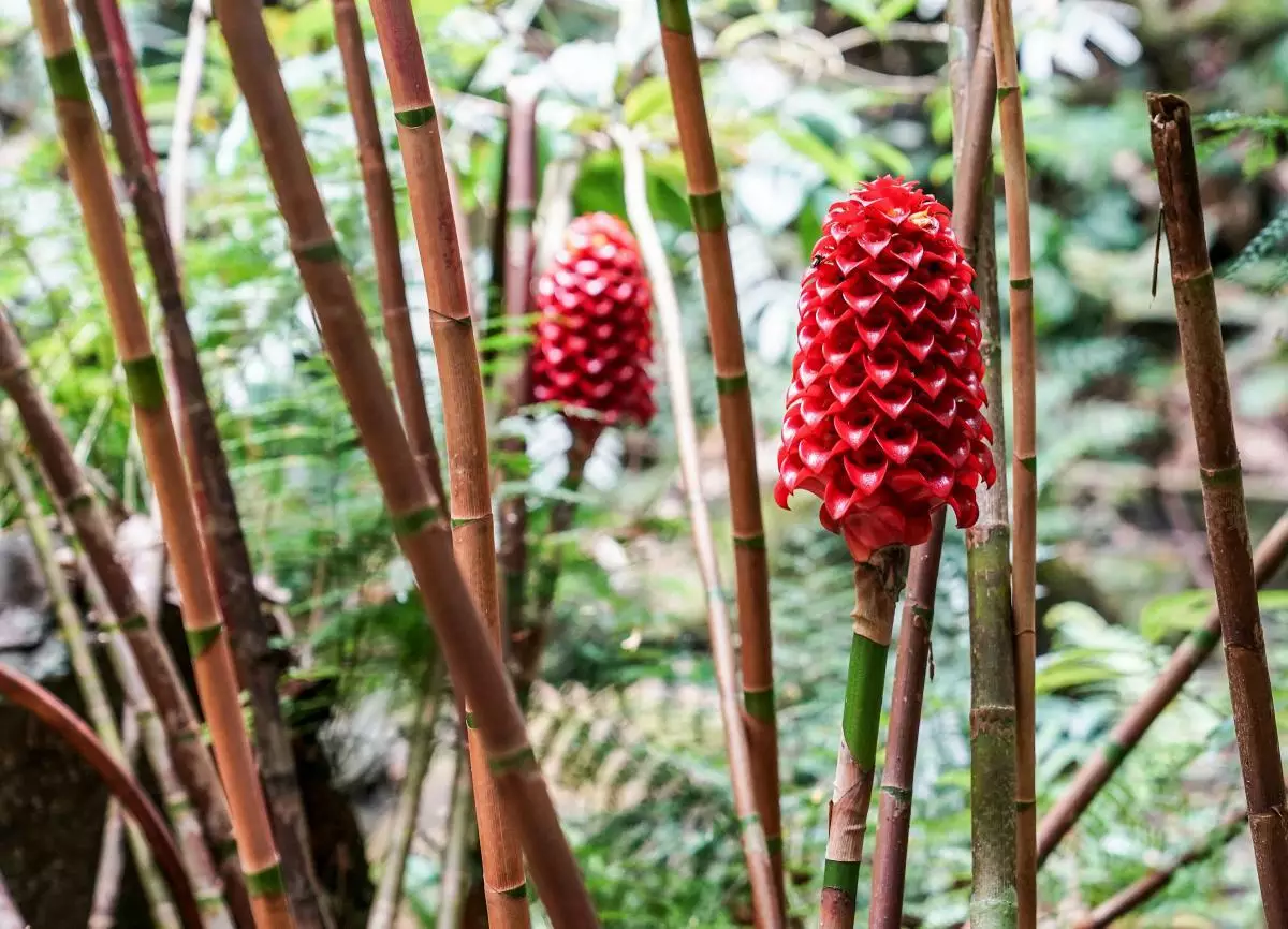 Jungle France - tempat yang sangat aneh! Fotografer Evgeny Kaspersky. 6212_8