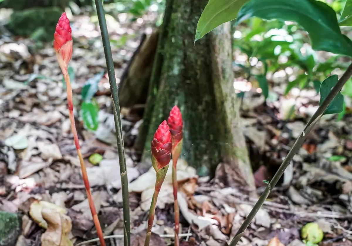 Jungle France - tempat yang sangat aneh! Fotografer Evgeny Kaspersky. 6212_9