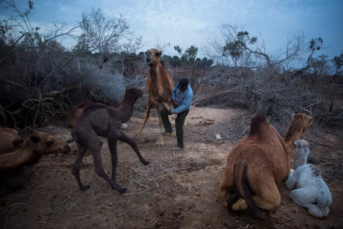 Ang mga Bedouin ng Dead Sea sa Lens Oded Balilty (Oded Balilty) 6273_1