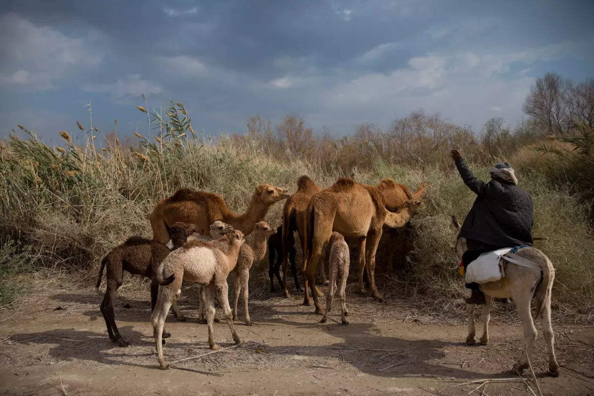 Ang mga Bedouin ng Dead Sea sa Lens Oded Balilty (Oded Balilty) 6273_13