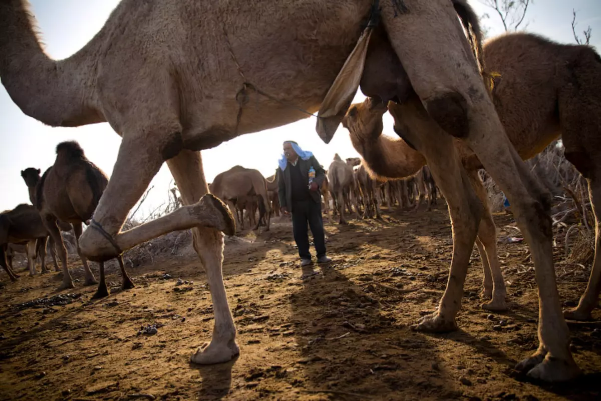 Ang mga Bedouin ng Dead Sea sa Lens Oded Balilty (Oded Balilty) 6273_2