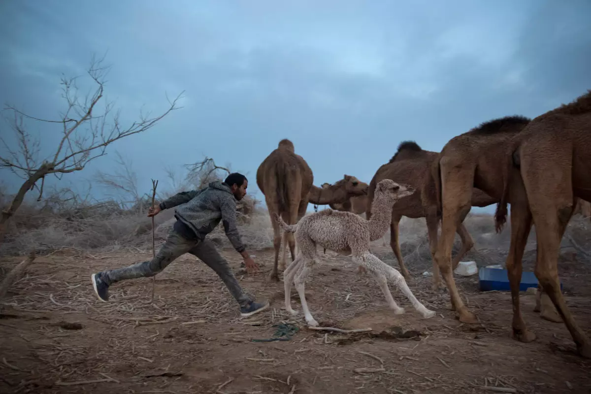 Ang mga Bedouin ng Dead Sea sa Lens Oded Balilty (Oded Balilty) 6273_8