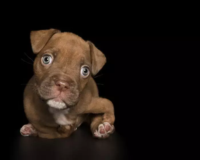 Cego, sem pernas traseiras, mas tão fofo ... beleza dos cães com deficiências físicas de Marselha Jes Blake (Marciel J Blake) 6321_7