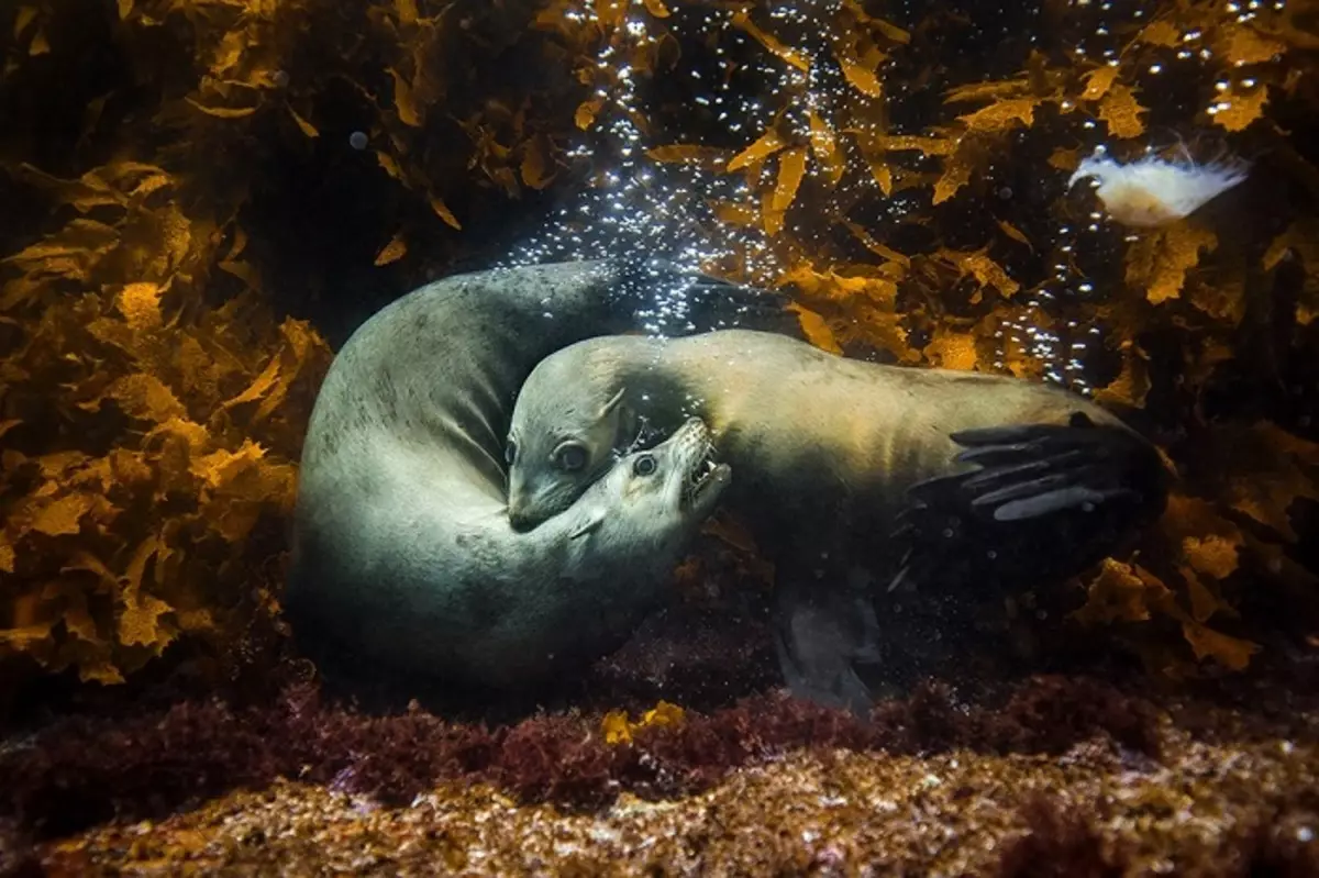 Втрачаючи відчуття реальності ... Переможці International Photographer of the Year 6343_10