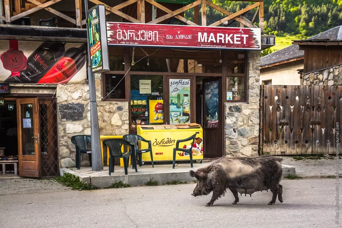 Kouman se gwo kay won an Svan senbòl prensipal la nan Georgia? Fotograf Alexey Marakshets 6430_9