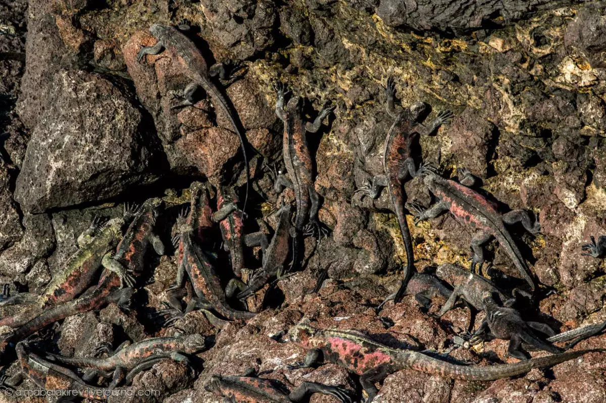 Galapagos, Espanyola Island í Linsu Dmitry Balakirev 6450_10