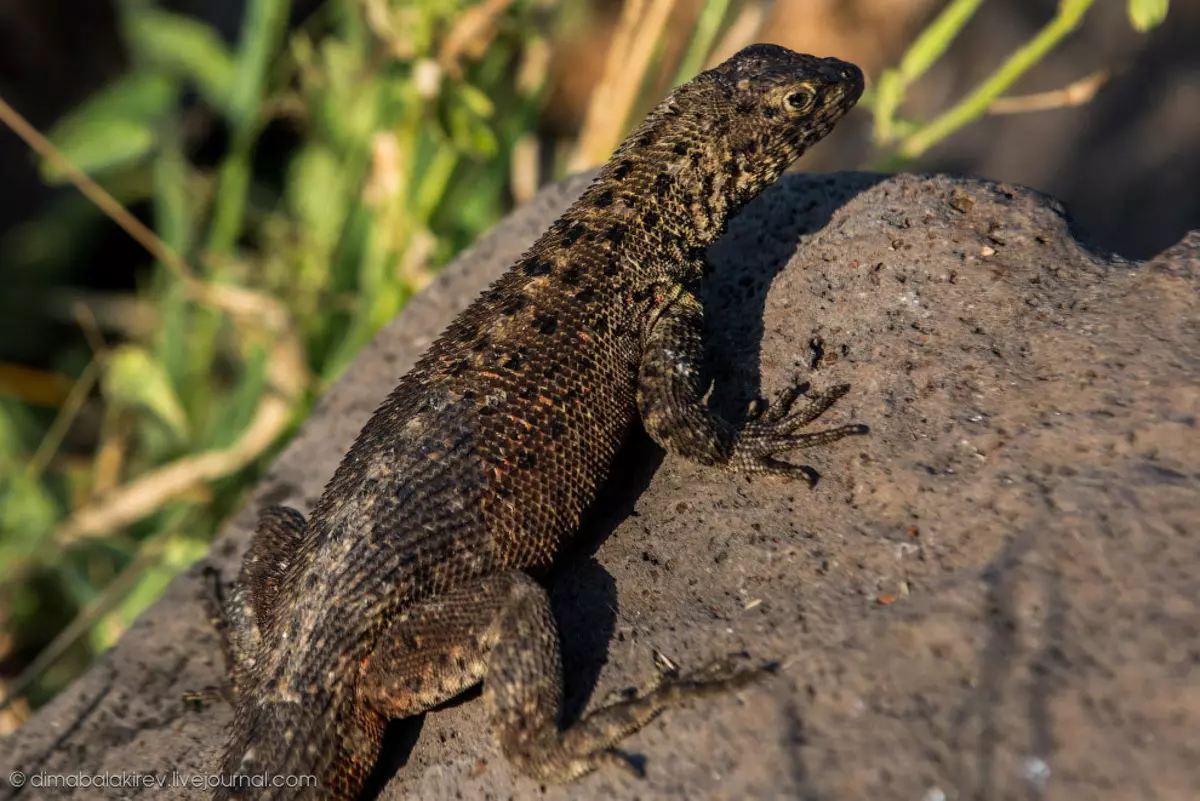 Galapagos, Espanyola Island í Linsu Dmitry Balakirev 6450_11