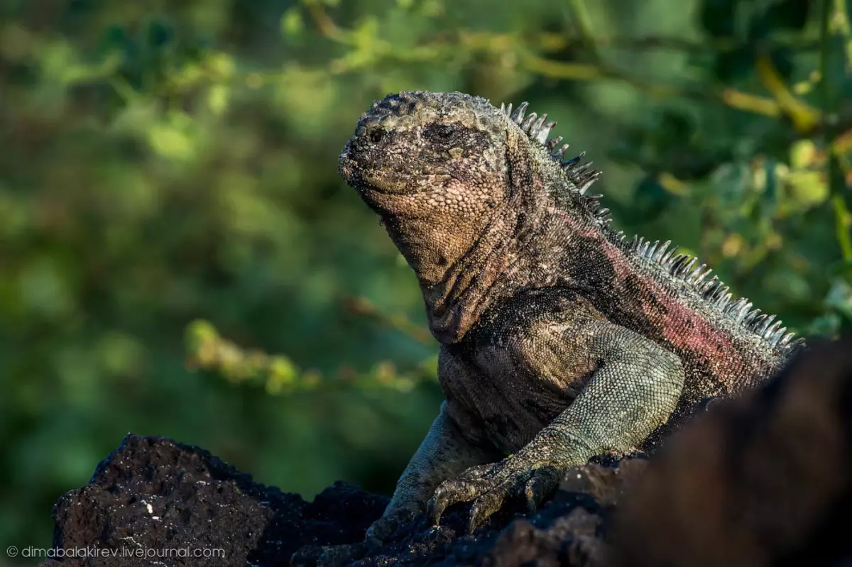 Galapagos, Espanyola Island sa Lens Dmitry Balaakirev 6450_14