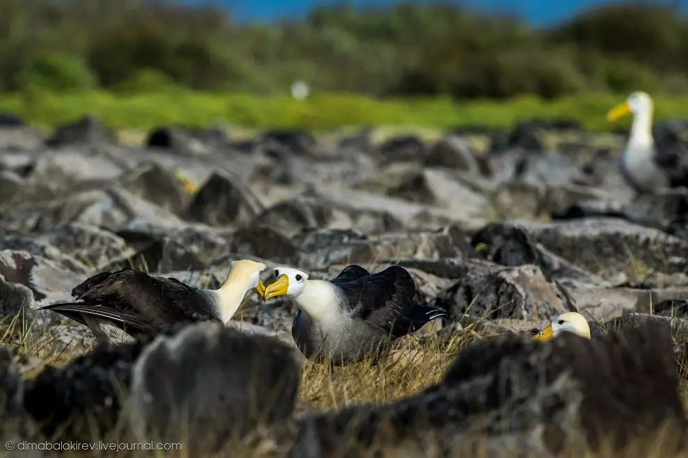 Galapagos, Espanyola Island nyob rau hauv Lens Dmitry Balakirev 6450_15