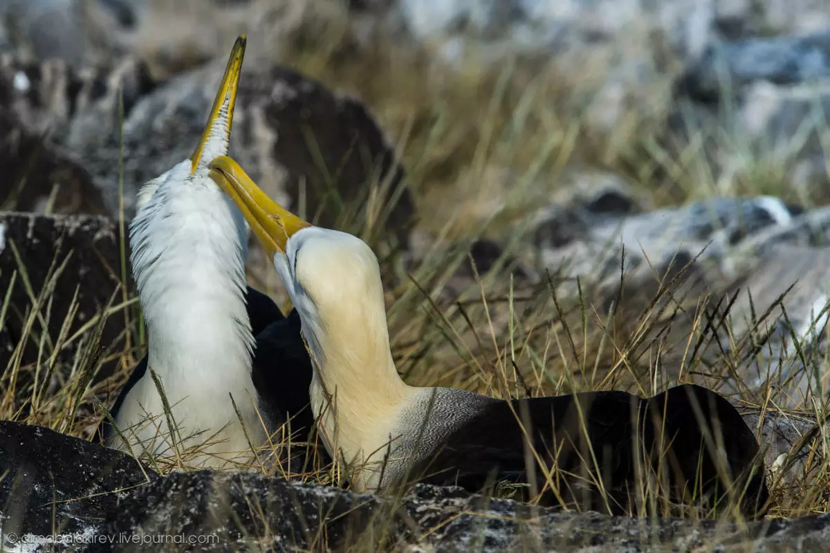 Galapagos, Espanyola Island nyob rau hauv Lens Dmitry Balakirev 6450_16