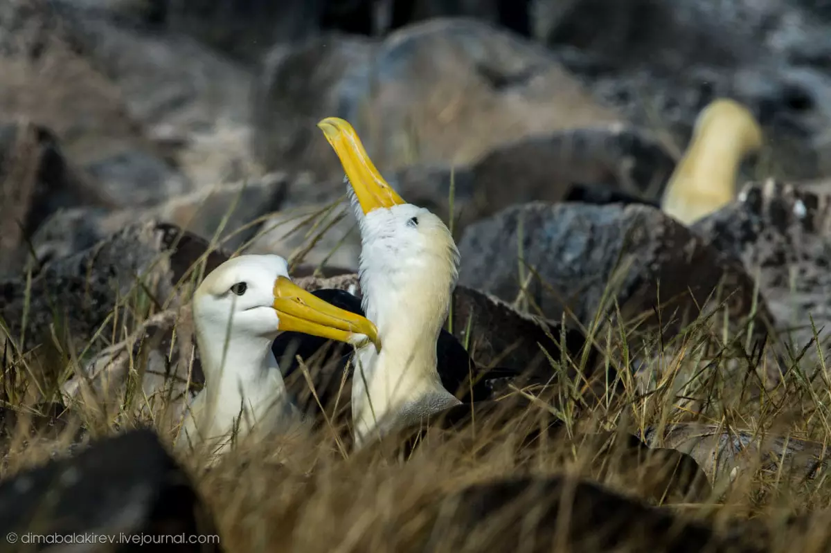 Galapagos, Espanyola Island í Linsu Dmitry Balakirev 6450_17